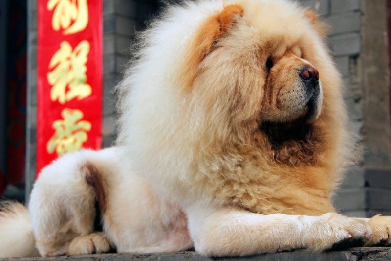Tendencias en cortes de pelo para perros 2024 - Mascotas365