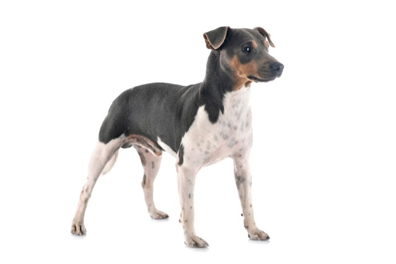 El Dogo Brasileiro Es Una Buena Raza De Perro